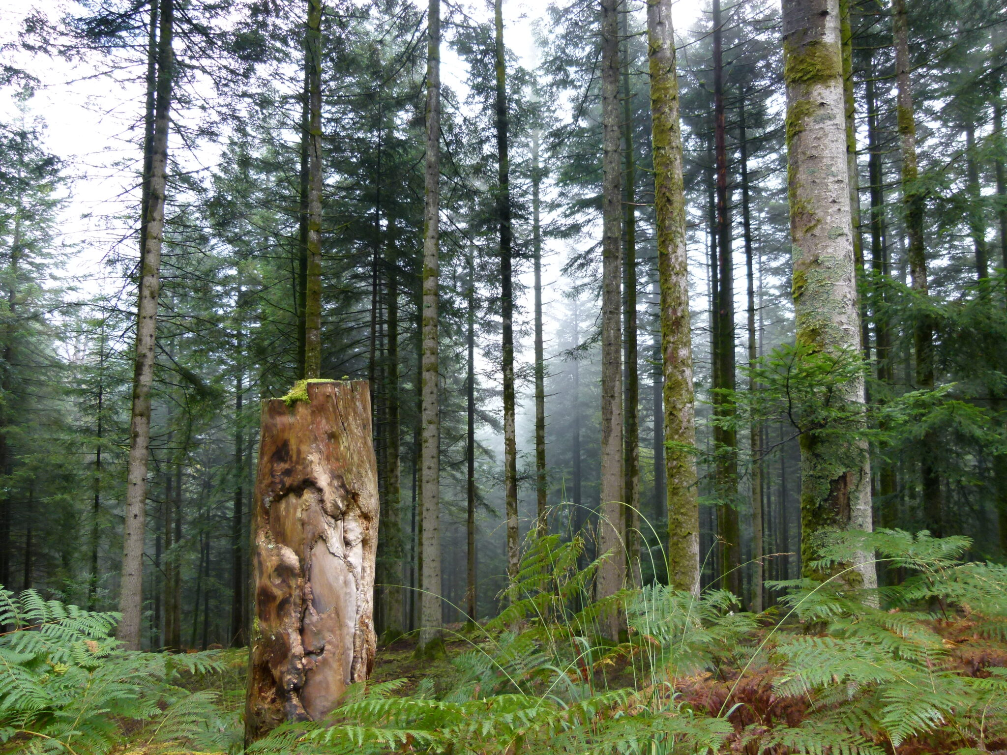 LE GRAND TÉTRAS – LIBRE FORÊT